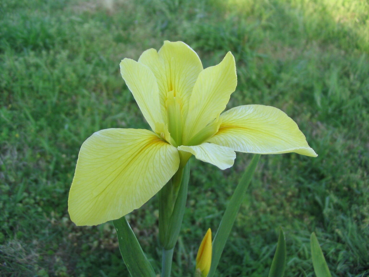 Hybrids and Cultivars – Society for Louisiana Irises